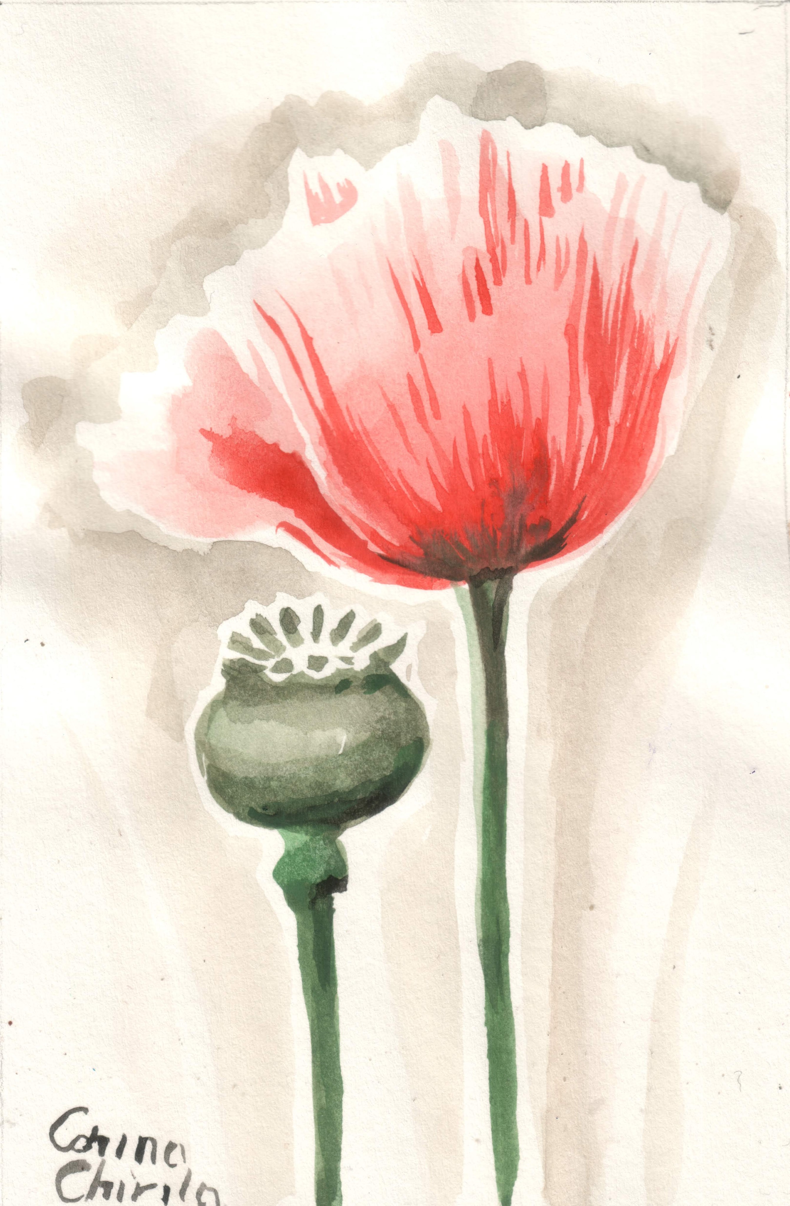 maci – Desene si picturi de Corina Chirila