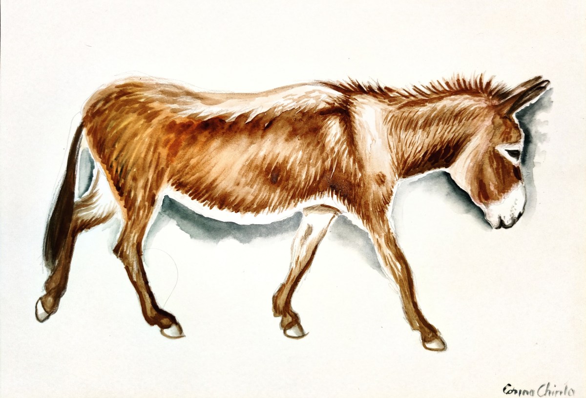 Un magar pictat in acuarela – Desene si picturi de Corina Chirila