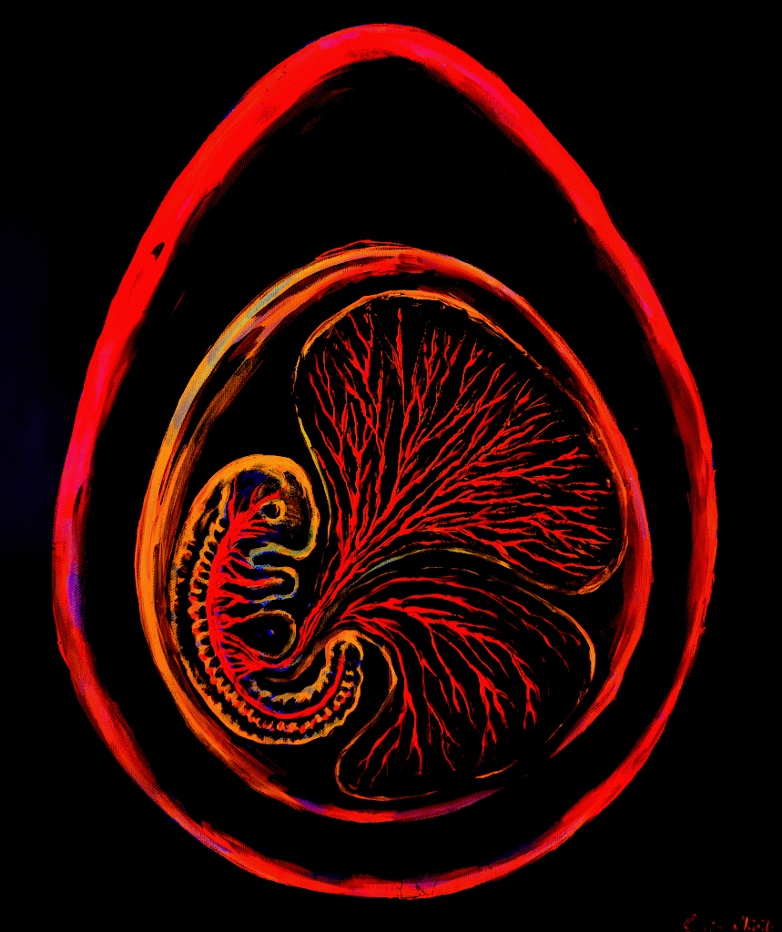 Embrion in ou – Desene si picturi de Corina Chirila